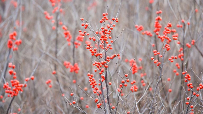 Stunning, Sustainable Native Plants With Winter Interest | Gardening ...