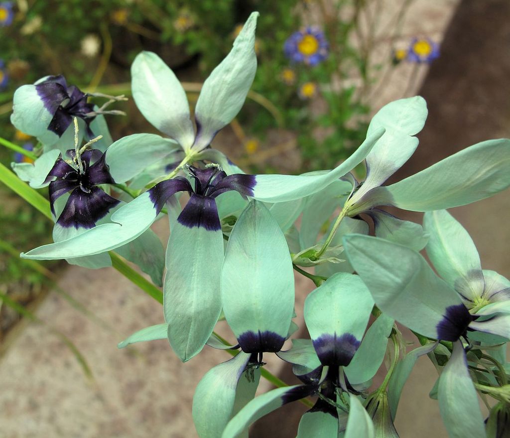 Turquoise Ixia Bulbs - How To Grow Ixia Viridiflora Plants In The ...