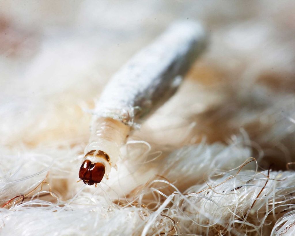 How to prevent moths in the closet: 4 easy ways I have tried | Homes ...