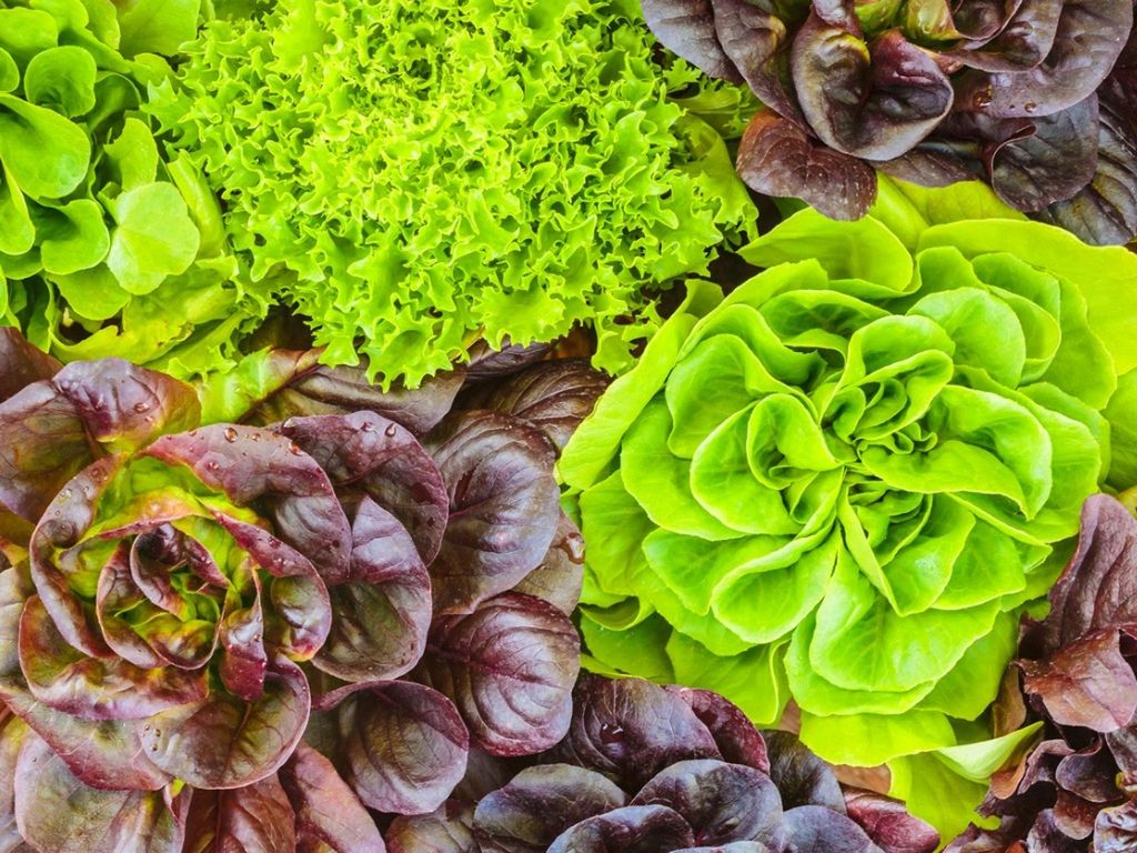 How To Keep Lettuce Fresh After Harvest | Gardening Know How