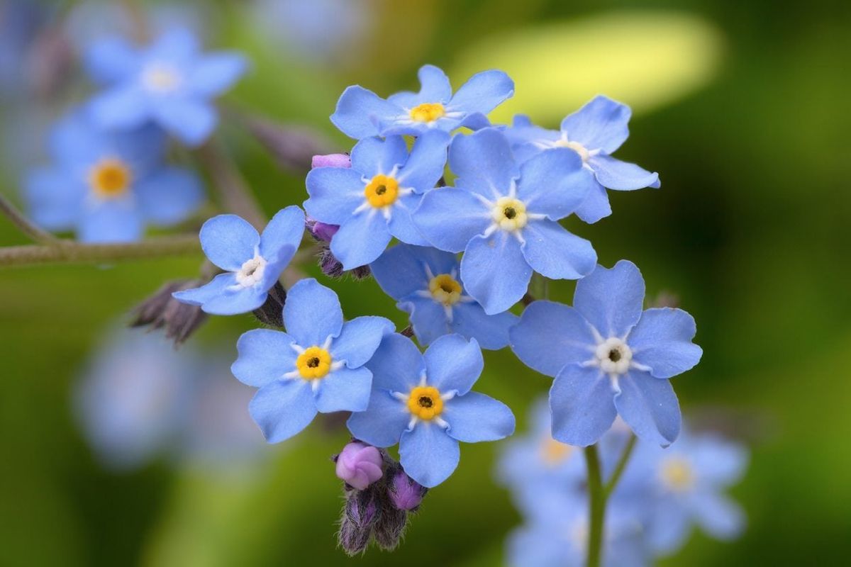 Forget-Me-Not Flower Division - How To Divide Forget-Me-Nots ...