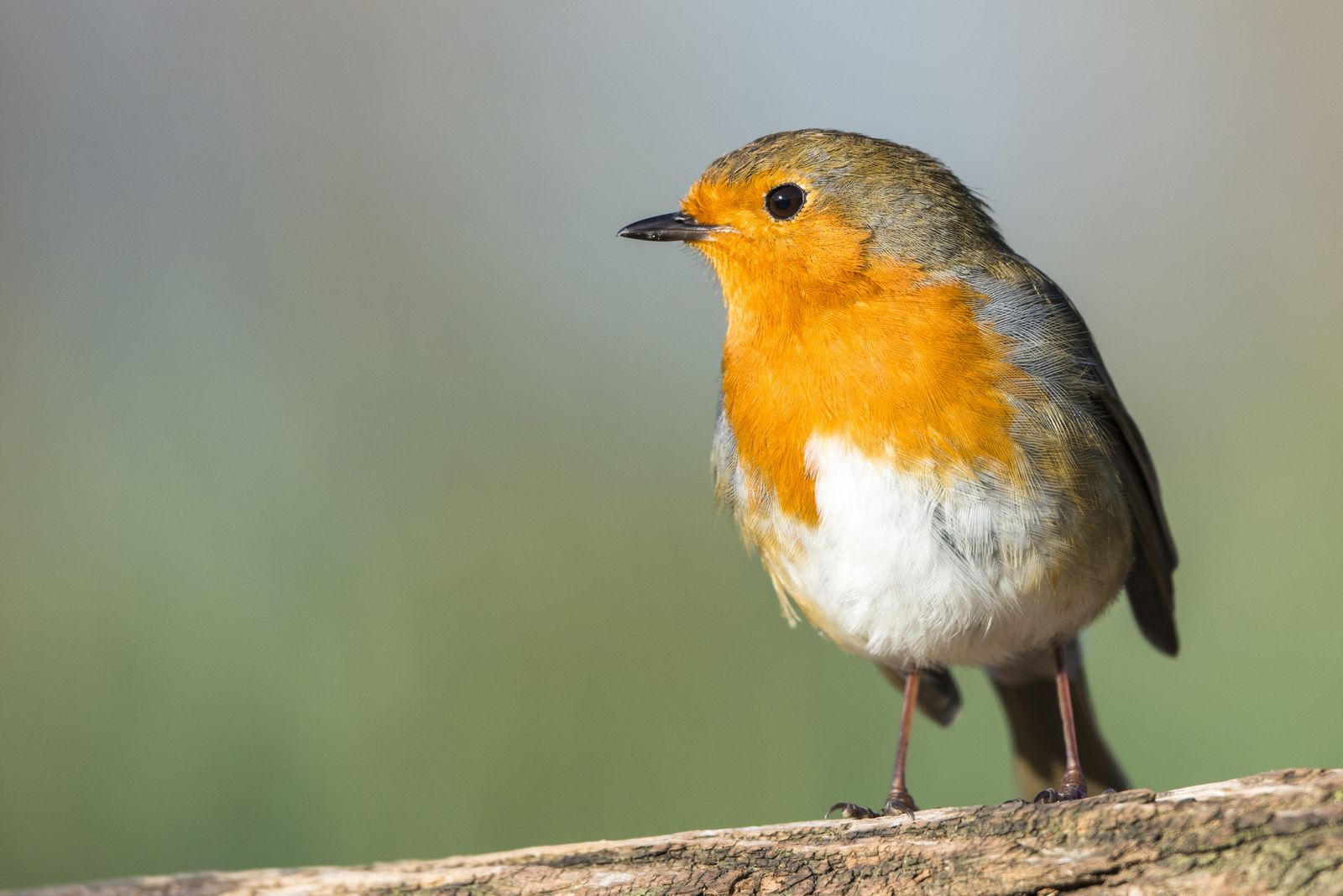 'A robin redbreast in a cage puts all Heaven in a rage': Why this ...