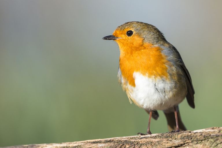 'A robin redbreast in a cage puts all Heaven in a rage': Why this ...
