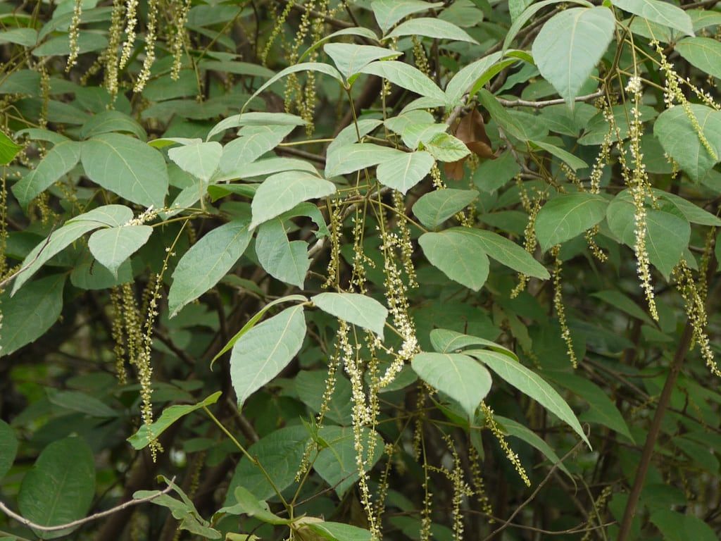 Tit-Berry Information And Care – Learn How To Grow Tit-Berry Shrubs ...