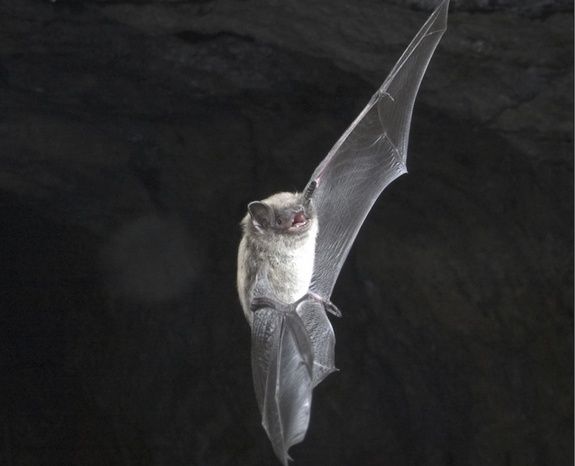 New Picture of Bats' Acoustic Sense Emerges | Live Science