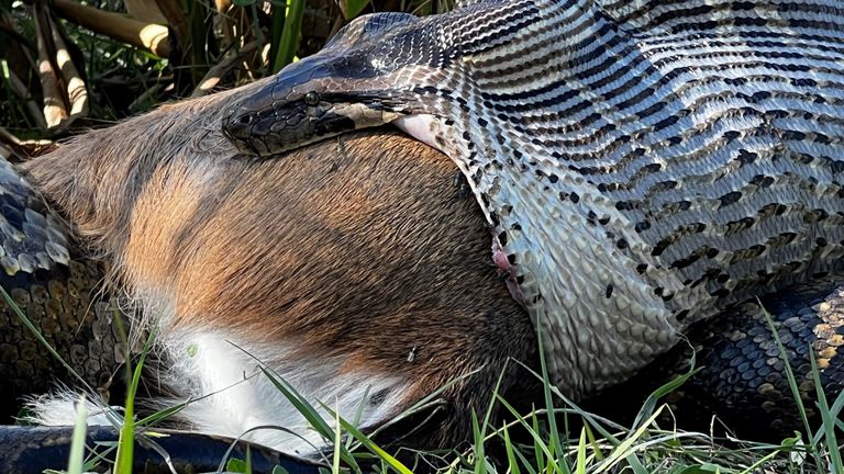 'Truly primal': Watch Burmese python swallow deer whole in Florida ...