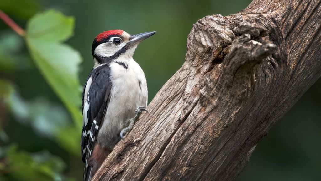 32 types of birds you might see in your backyard | PetsRadar