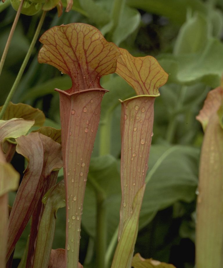 How to propagate a pitcher plant in two different ways | Homes and Gardens