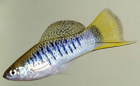 Fish Mating Preferences Change with Age | Live Science