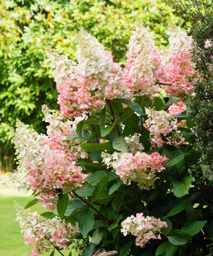 How To Grow And Care For A Pinky Winky Hydrangea | Gardening Know How