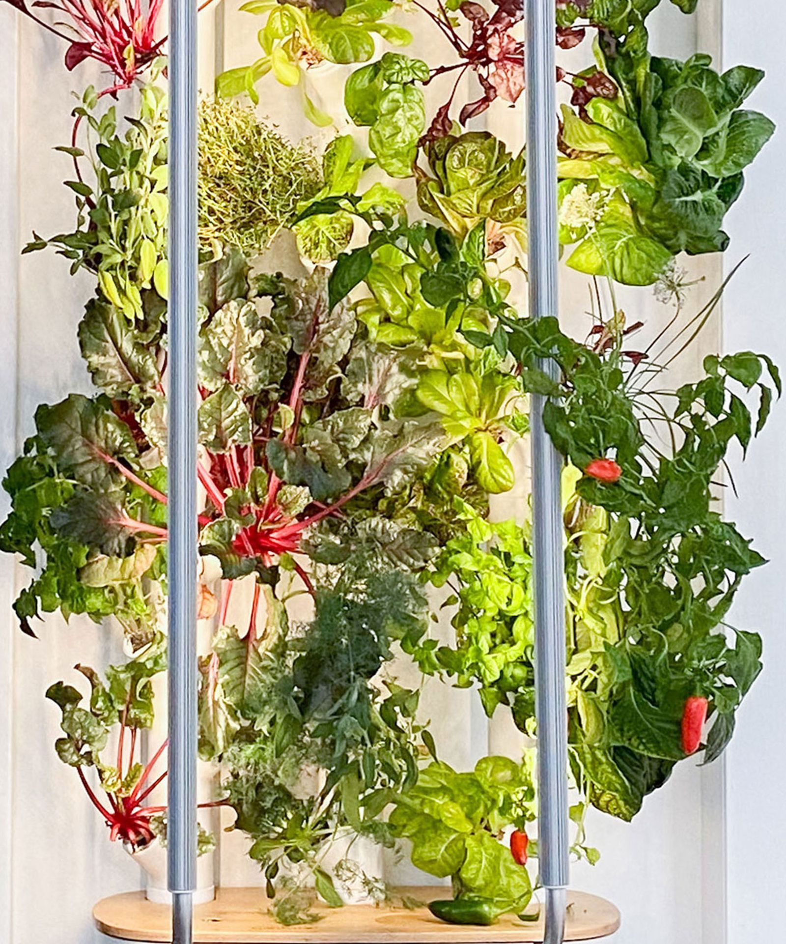 How to grow salad crops indoors using hydroponic techniques | Homes and ...