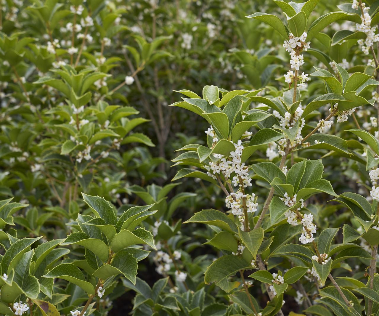 Best fragrant evergreens: expert-approved scented planted | Homes and ...