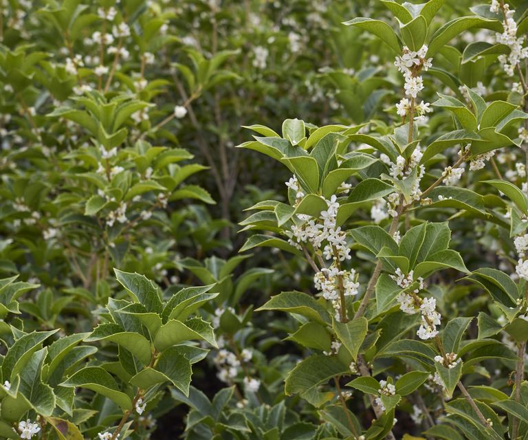 Best fragrant evergreens: expert-approved scented planted | Homes and ...