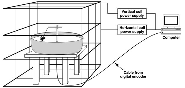 Loggerhead Turtle Migration Follows Magnetic Map | Live Science