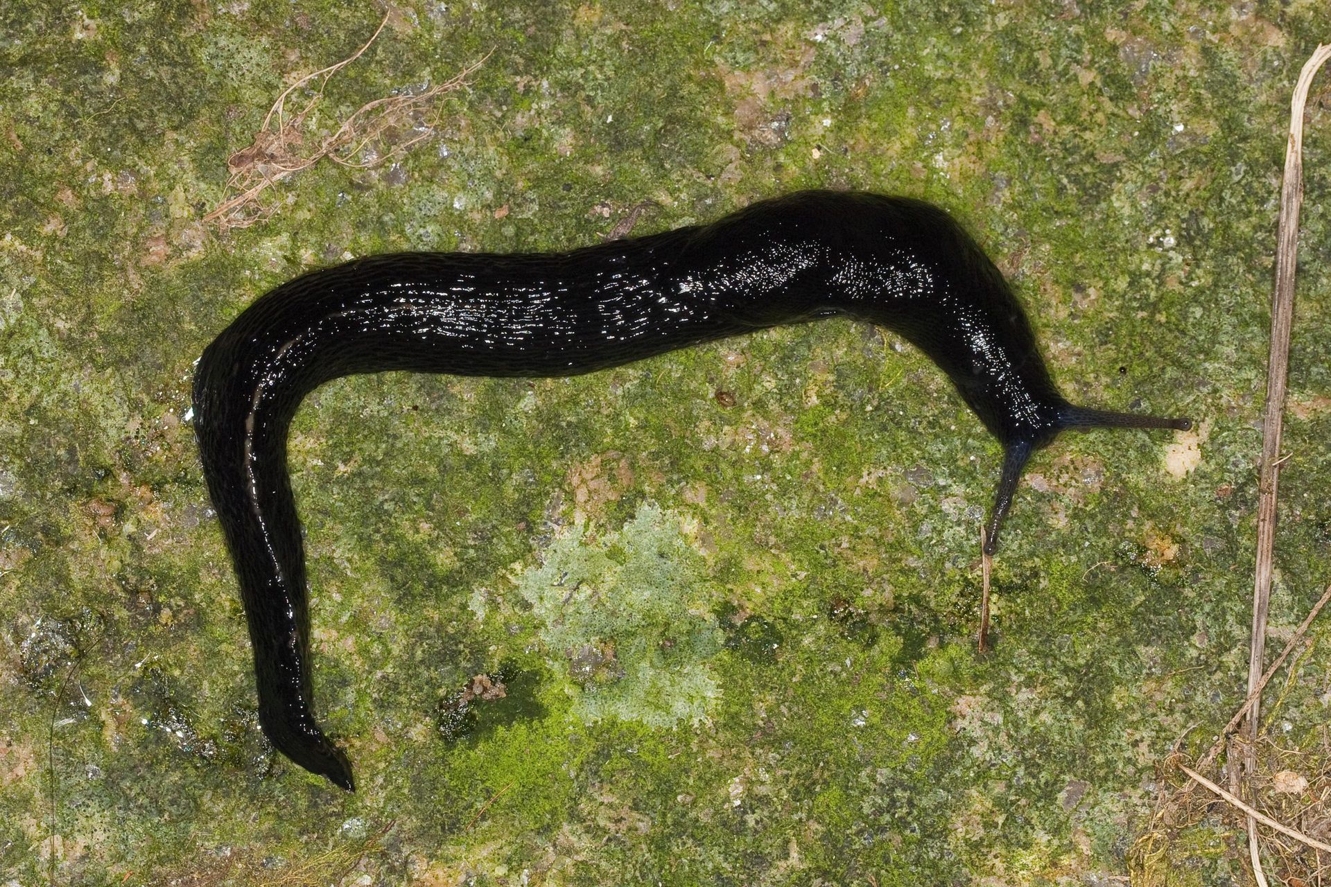 Mind your step: The world's biggest slugs are alive, well and thriving ...