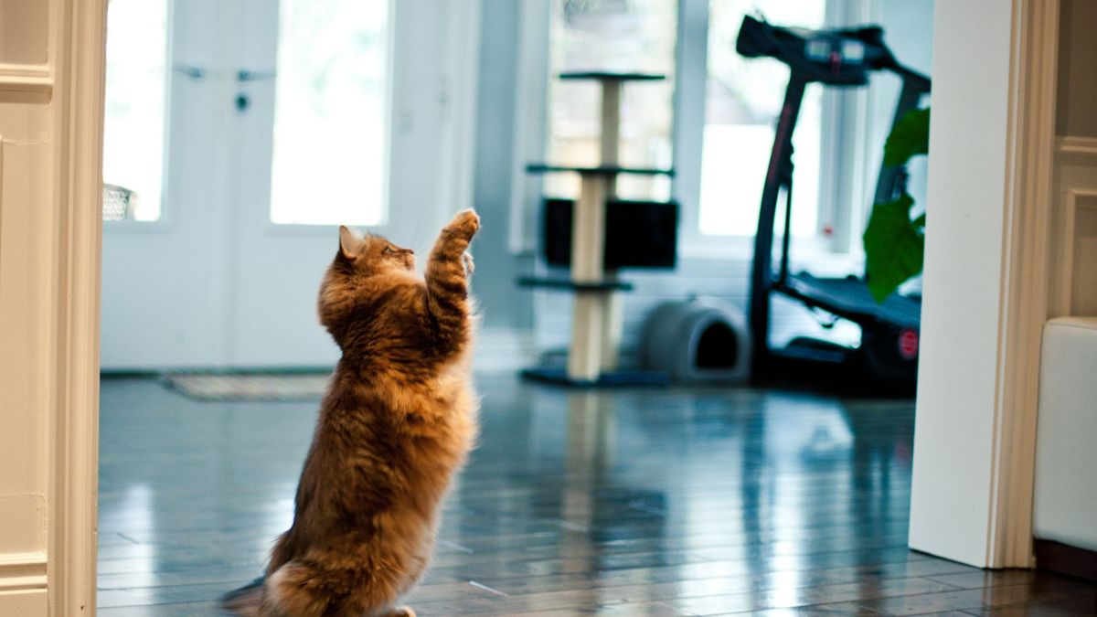 32 tips for training your cat | PetsRadar