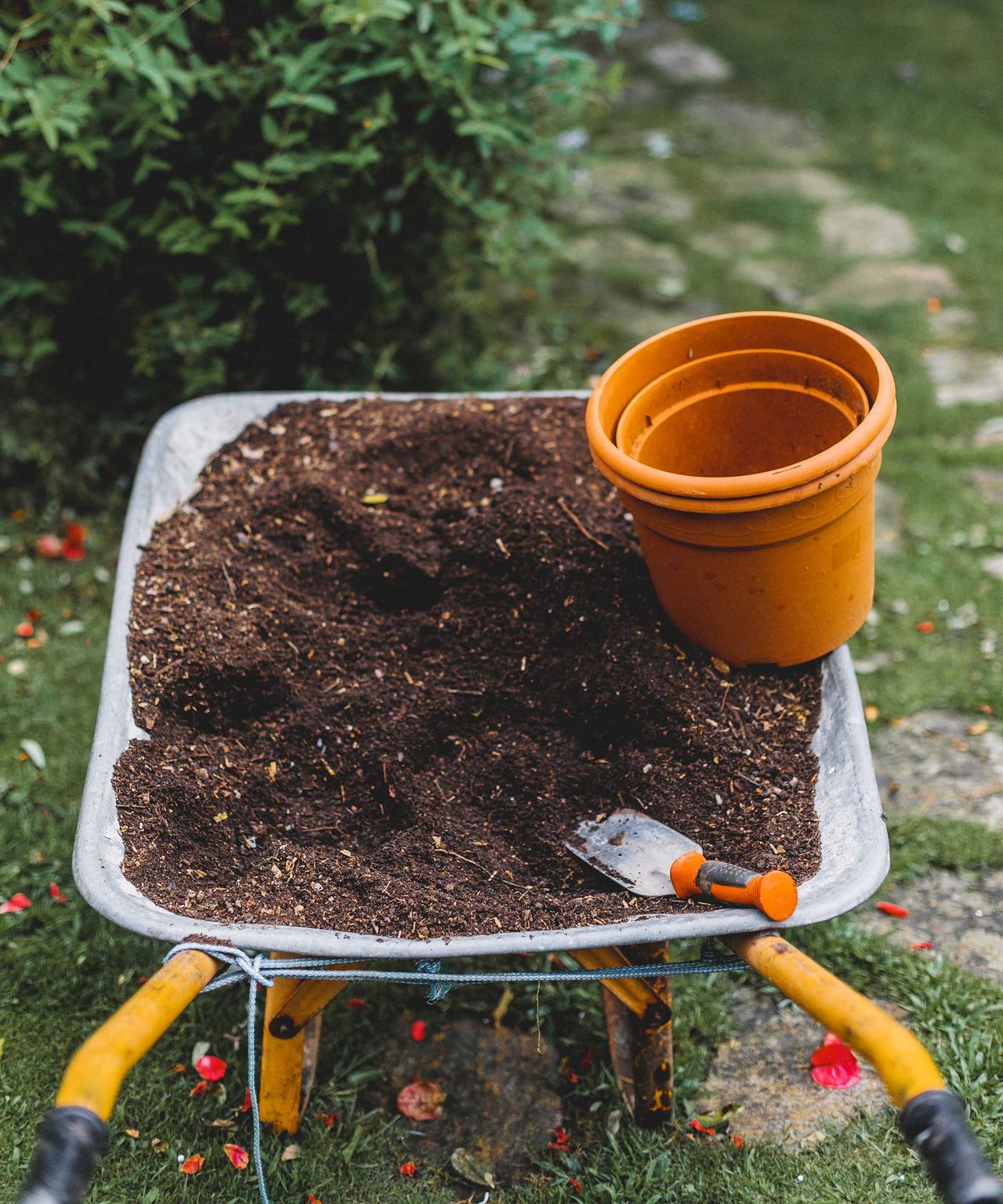 Chalky soil: how to make the most of it in your backyard | Gardeningetc