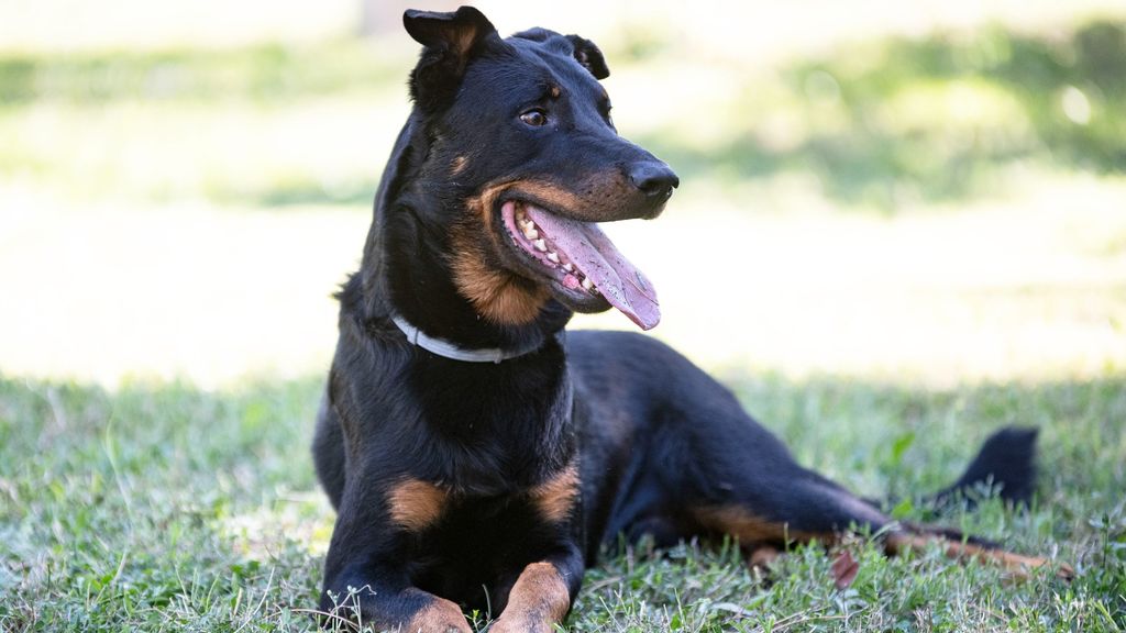 Best guard dog breeds for maximum protection | PetsRadar