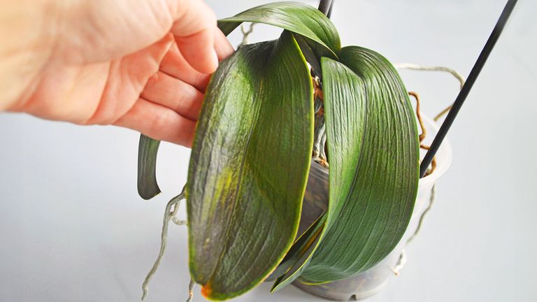 Orchid Leaves Wrinkled? 5 Common Causes & How To Fix Them | Gardening ...