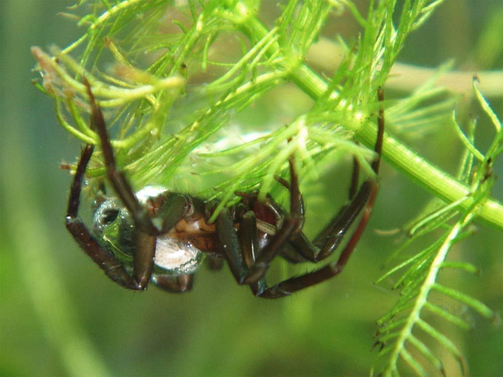 Underwater Gallery: Diving Spiders | Live Science