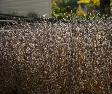 Best native grasses: 7 varieties to add drama to your yard | Homes and ...
