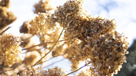 Pruning mistakes: 5 common errors and how to avoid them