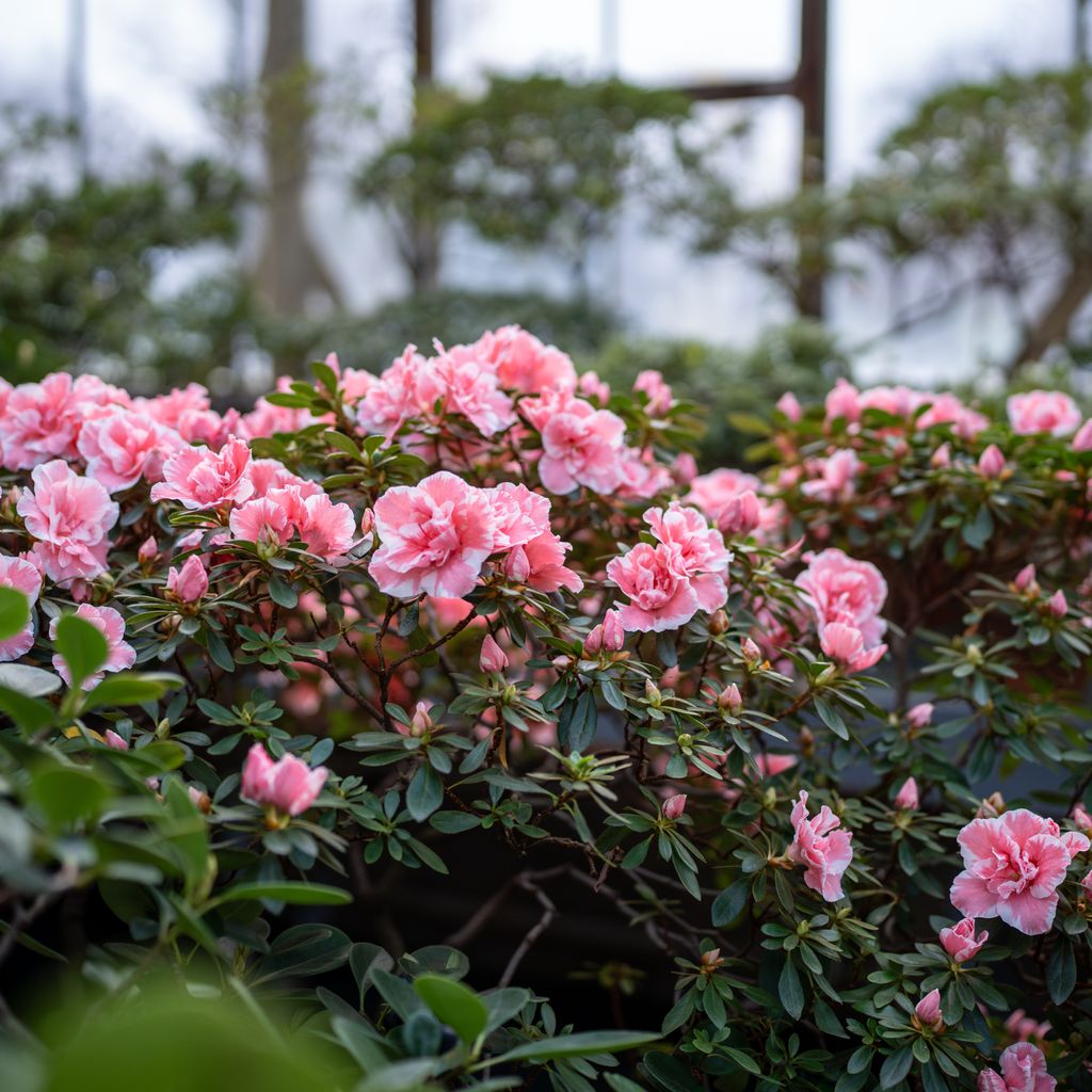 Tips & Information about Azaleas | Gardening Know How
