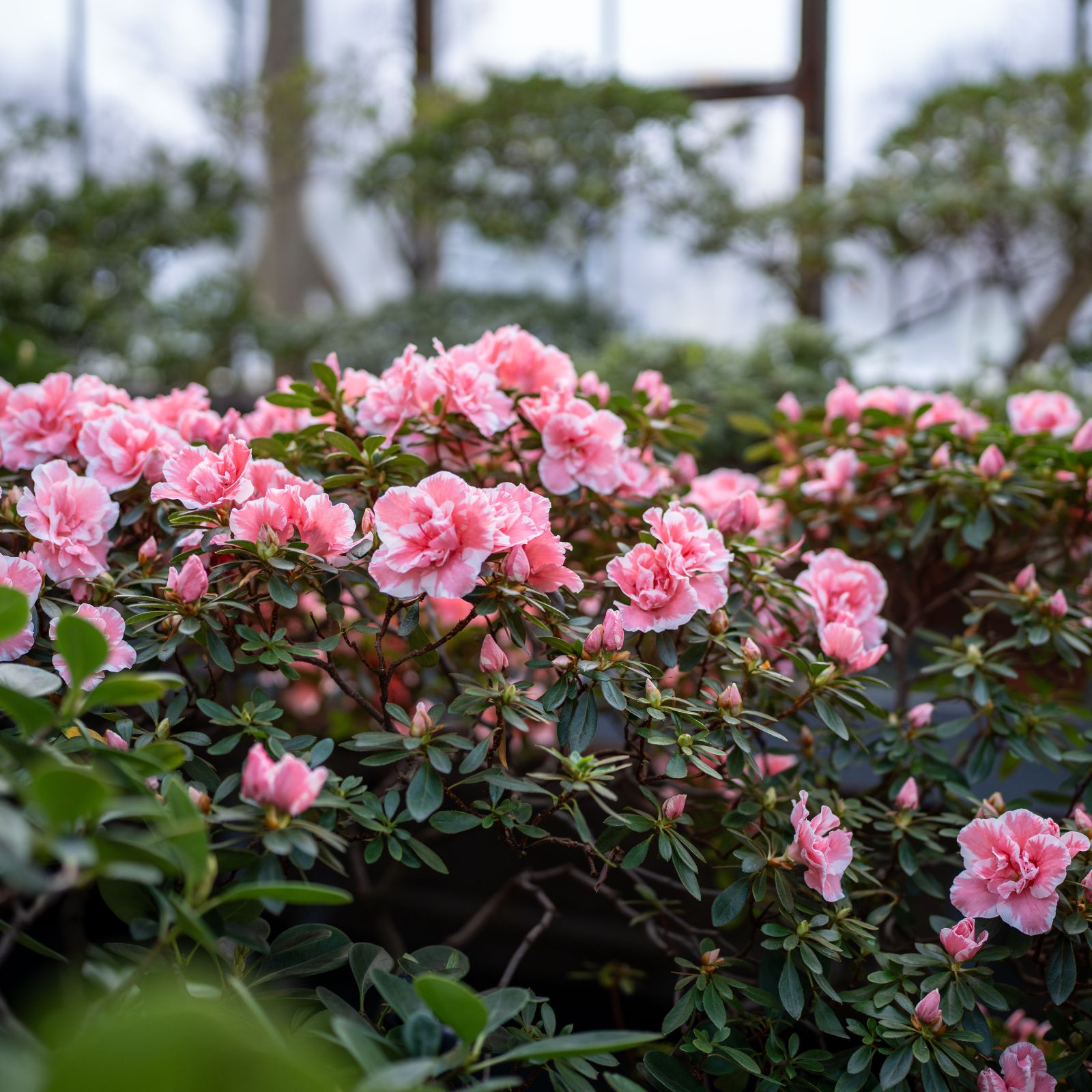 Tips & Information about Azaleas | Gardening Know How