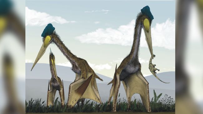 Pterodactyl: Facts about pteranodon and other pterosaurs | Live Science