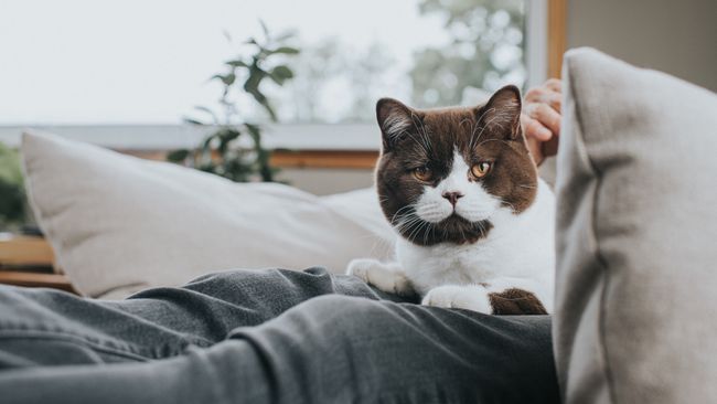 How to help an anxious cat: 20 practical tips | PetsRadar