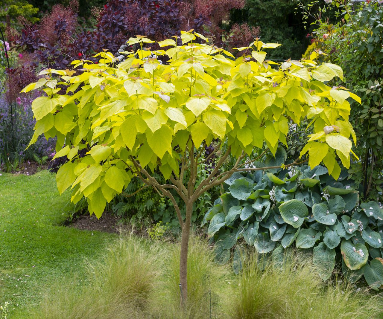 12 of the best statement trees to bring drama to your yard | Homes and ...