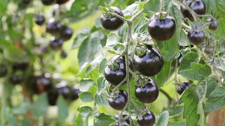 Types Of Black Tomatoes – Moody, Mouthwatering Varieties | Gardening ...