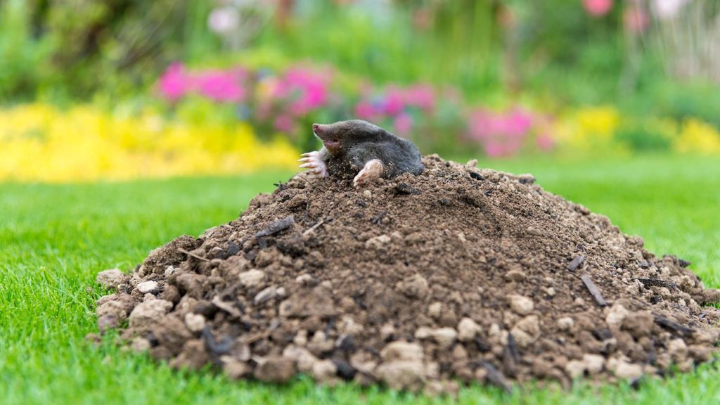 Tips For Mole Control: Learn About Natural Mole Repellents | Gardening ...