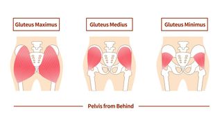 A physical therapist says this is the most important muscle to ...