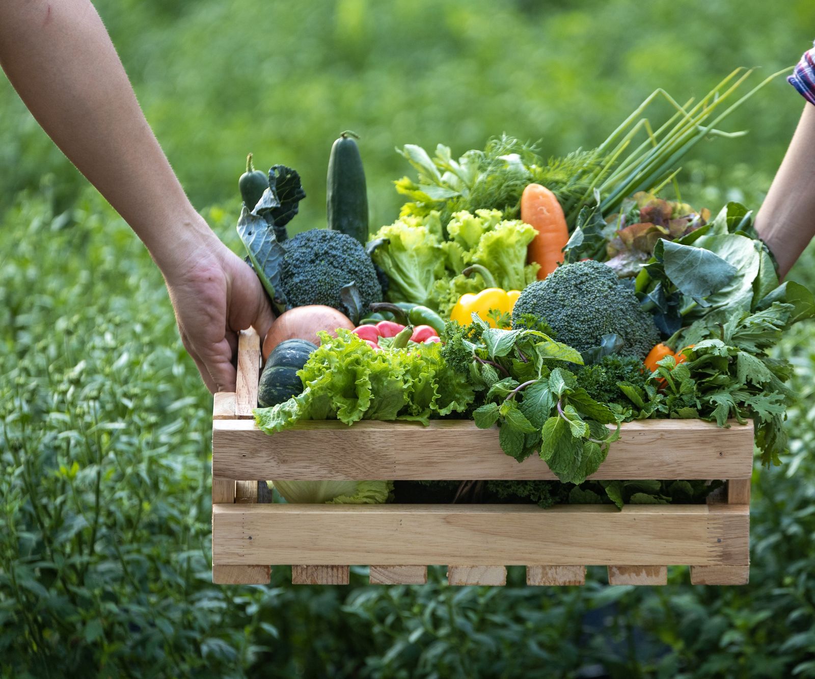 When to plant vegetables: a month by month calendar | Homes and Gardens