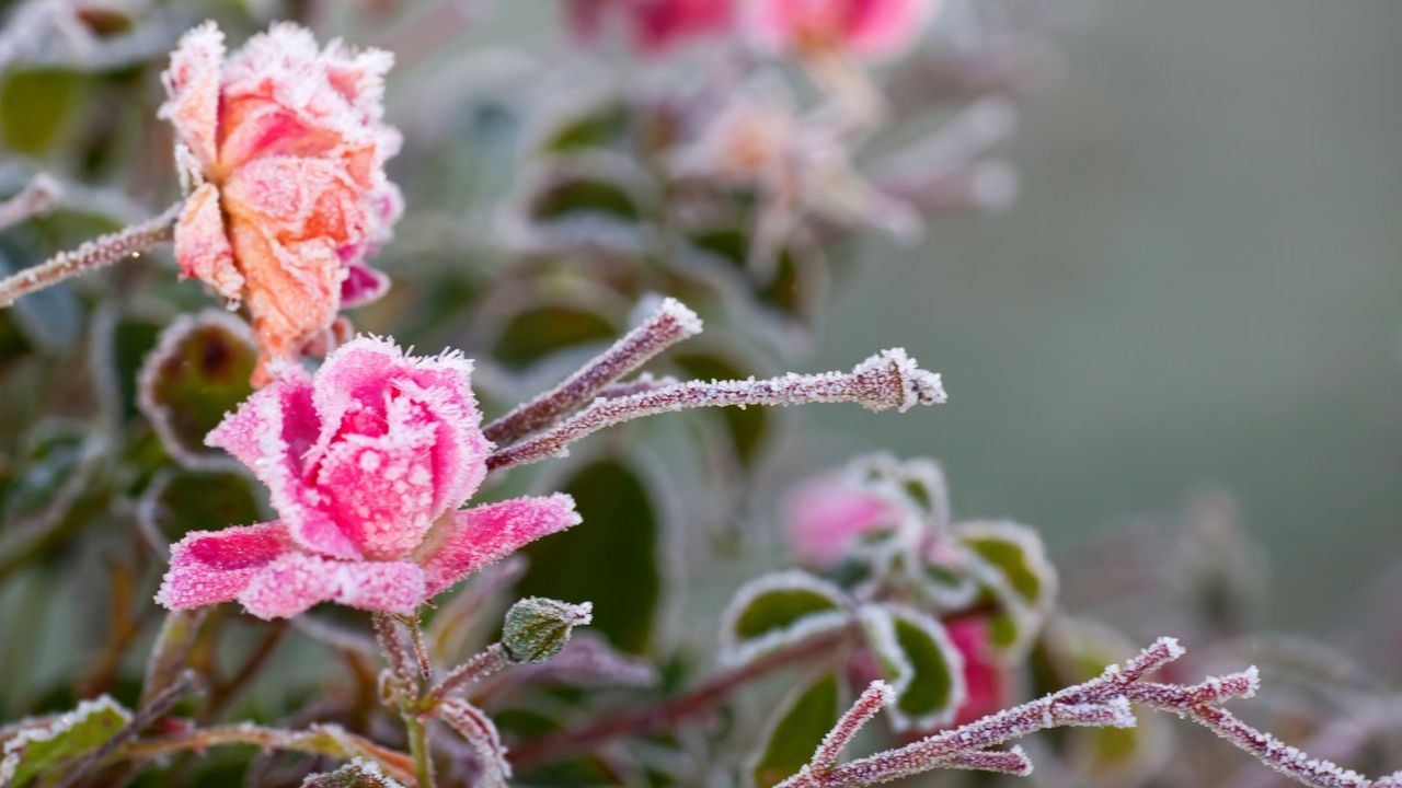 The One Product I’m Using to Winterize My Roses Before The Freeze ...