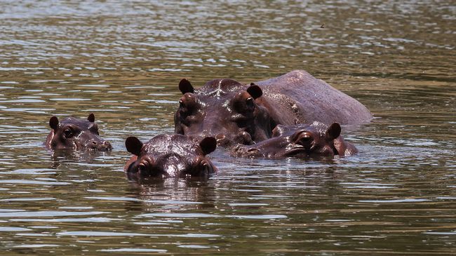 Facts about hippos | Live Science