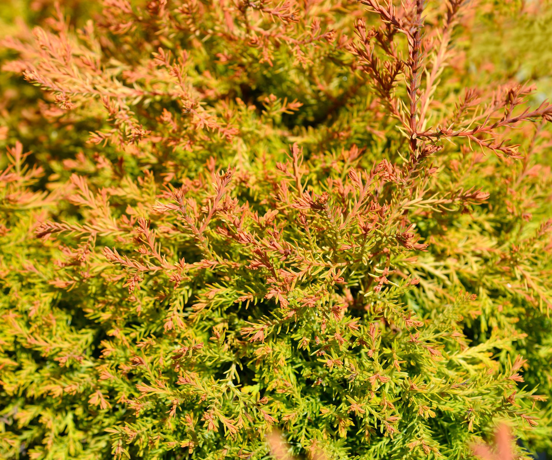Unique Holiday Evergreen Plant Ideas To Enjoy All Year Round ...