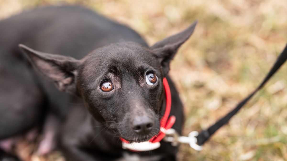 What to do if a dog is choking | PetsRadar