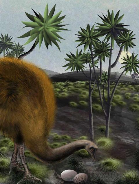 Most Fragile Eggs Belonged to Huge Flightless Birds | Live Science