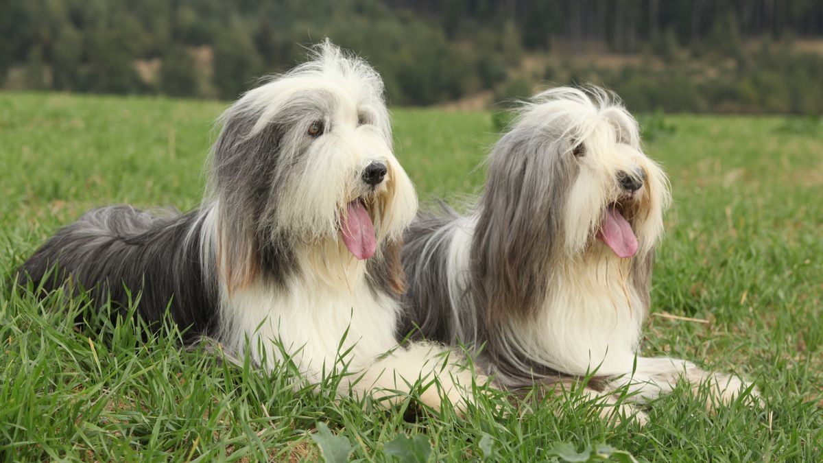 32 dog breeds for every zodiac sign | PetsRadar