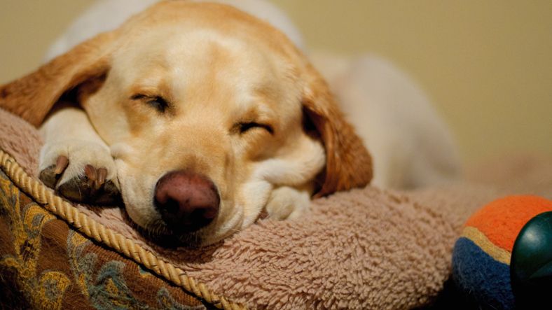 Seven great DIY dog beds: Create your own doggie snooze zone | PetsRadar