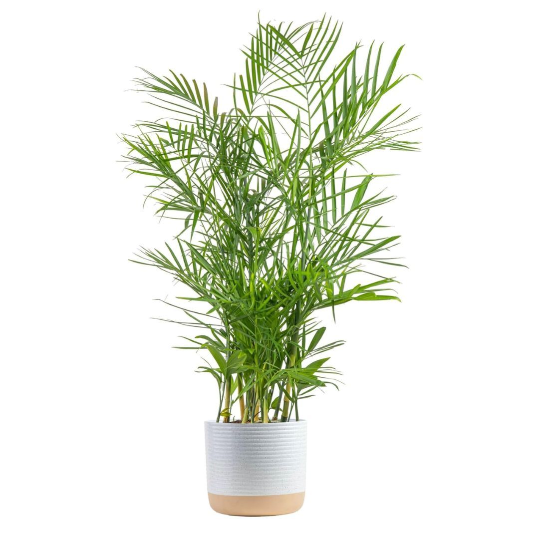 How to Trim a Bamboo Plant — An Expert's Guide | Livingetc