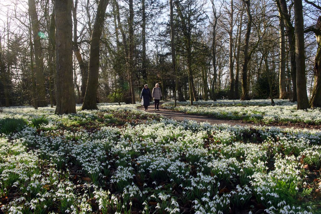 Snowdrop shows signal spring’s arrival | Country Life