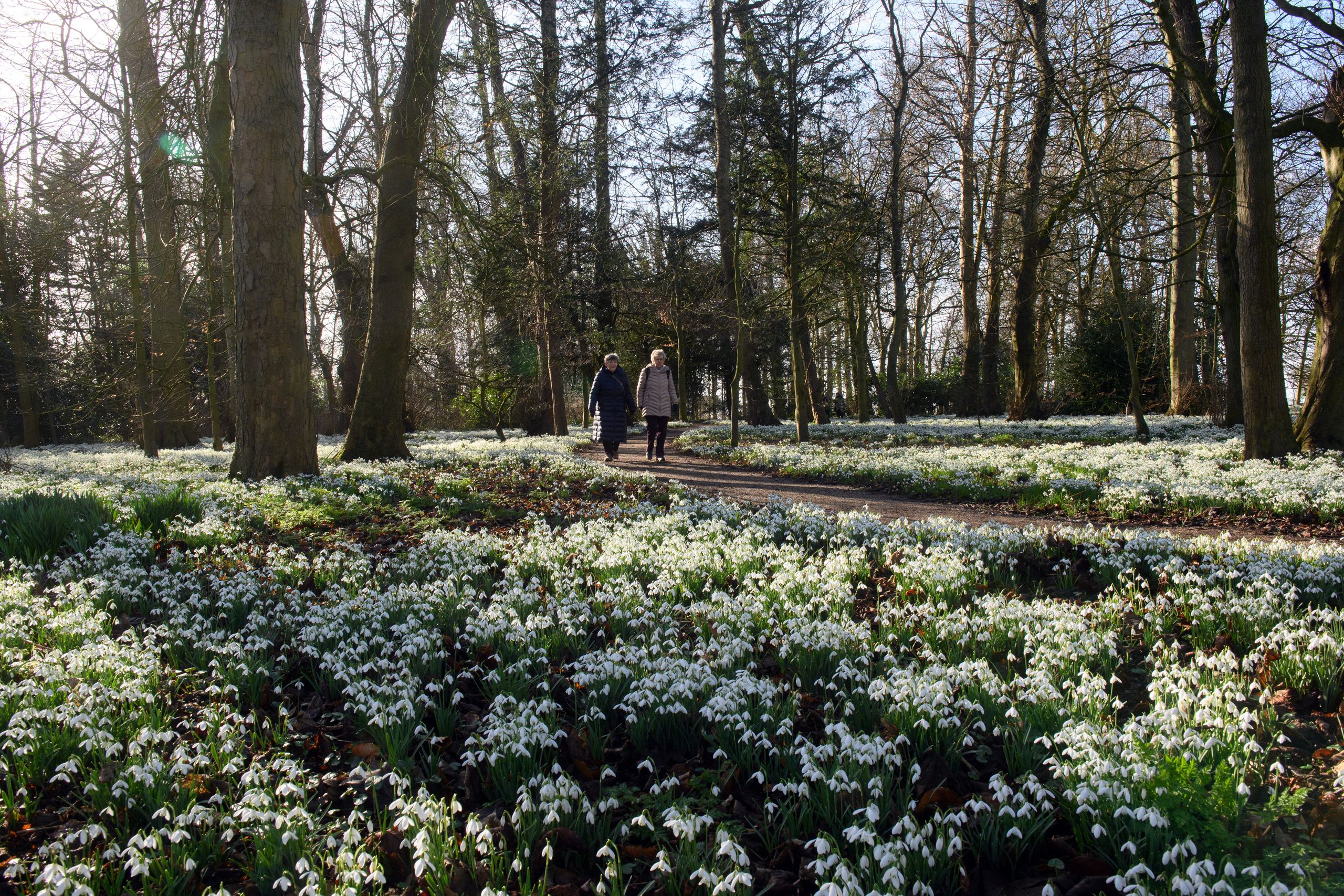 Snowdrop shows signal spring’s arrival | Country Life