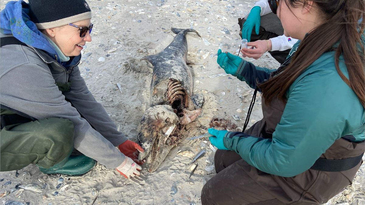 Haunting 'mummified dolphin' found on US beach may have been dead for ...