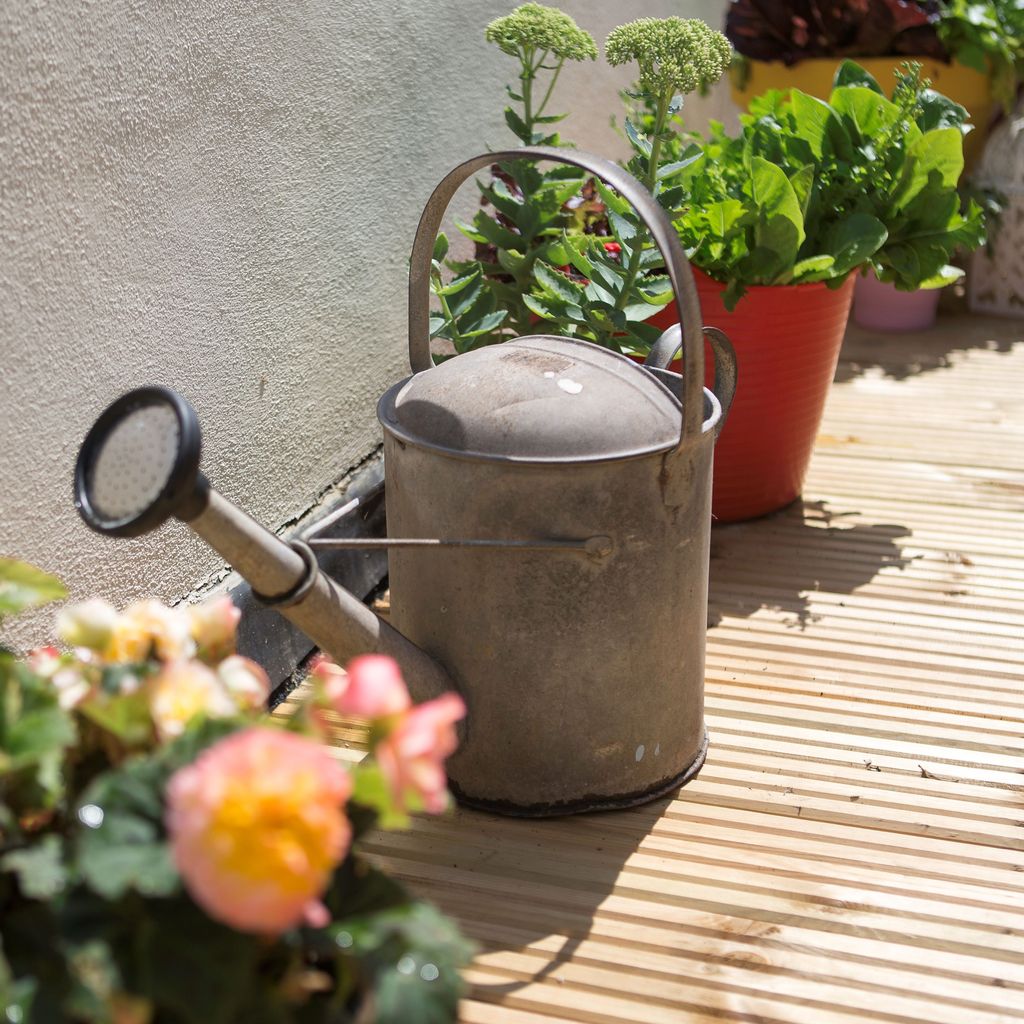 How to stop snails eating plants naturally | Ideal Home