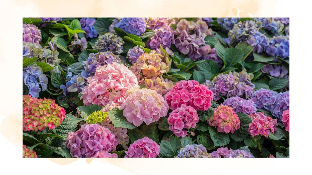 Can coffee grounds change the colour of hydrangeas? | Woman & Home