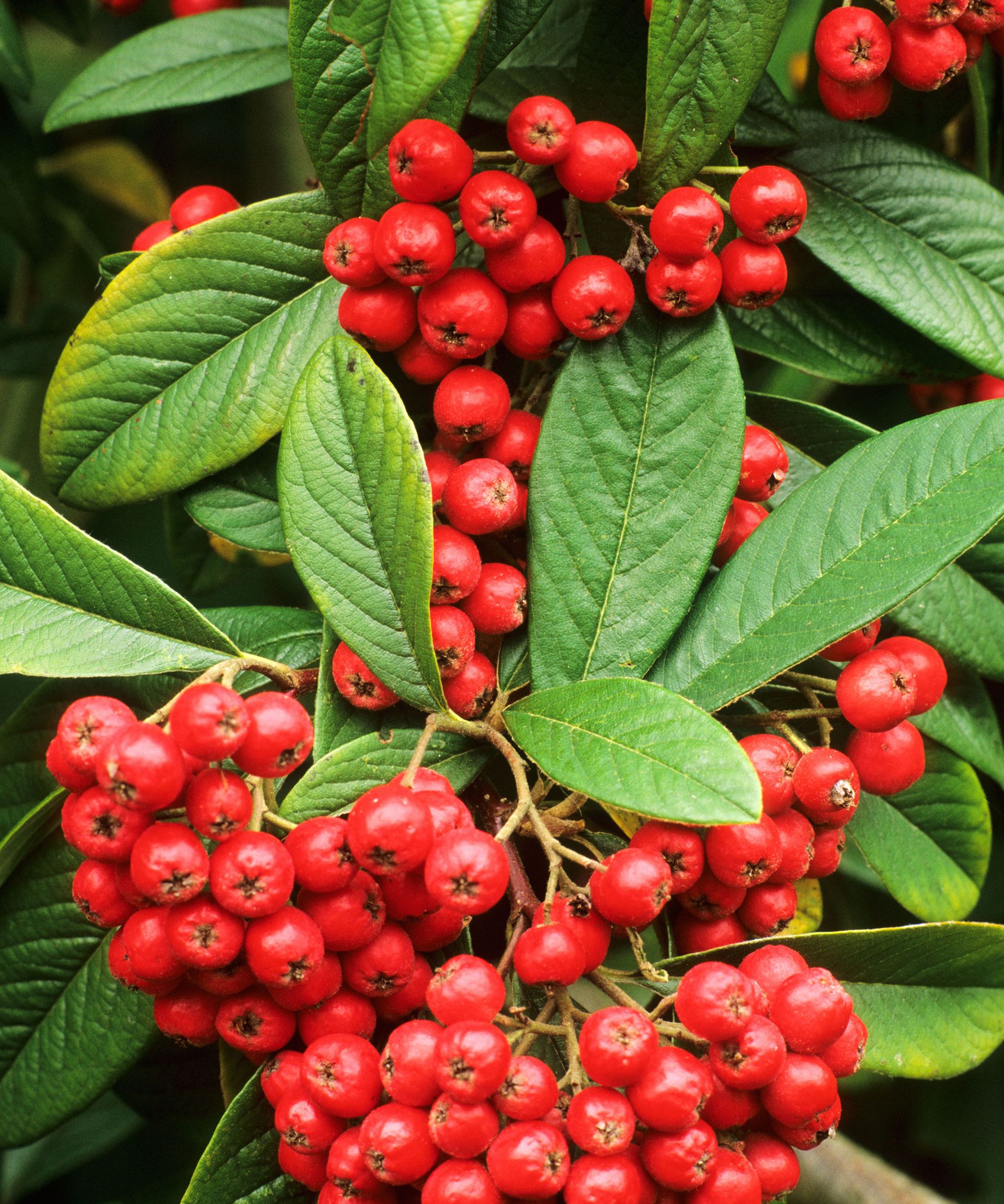 Shrubs with berries: 15 of the best varieties | Gardeningetc