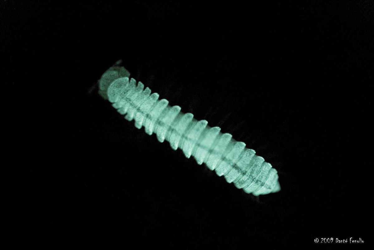 Glowing Millipedes Found on Alcatraz | Strange Animals | Live Science